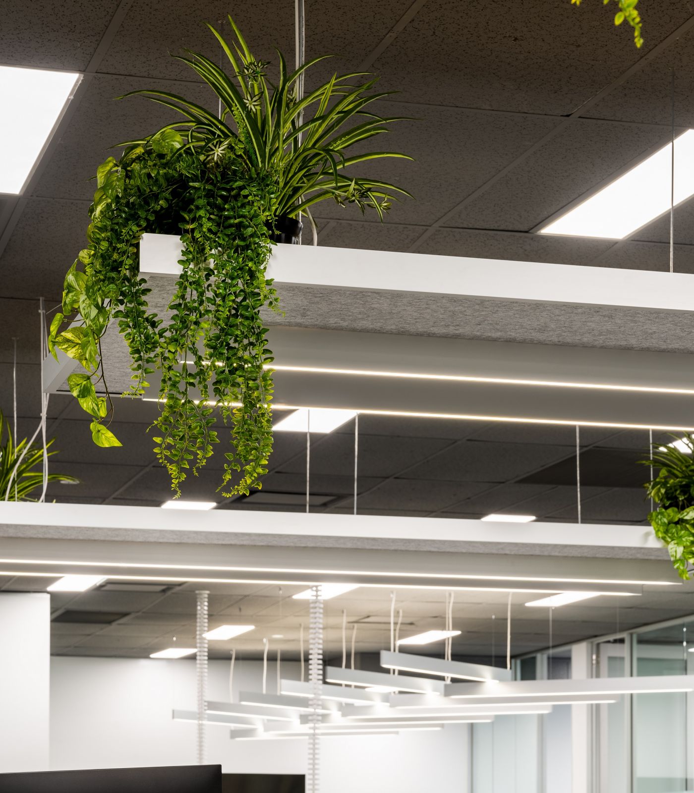 WISE Employment | Office Fitout | Canopy Fitouts